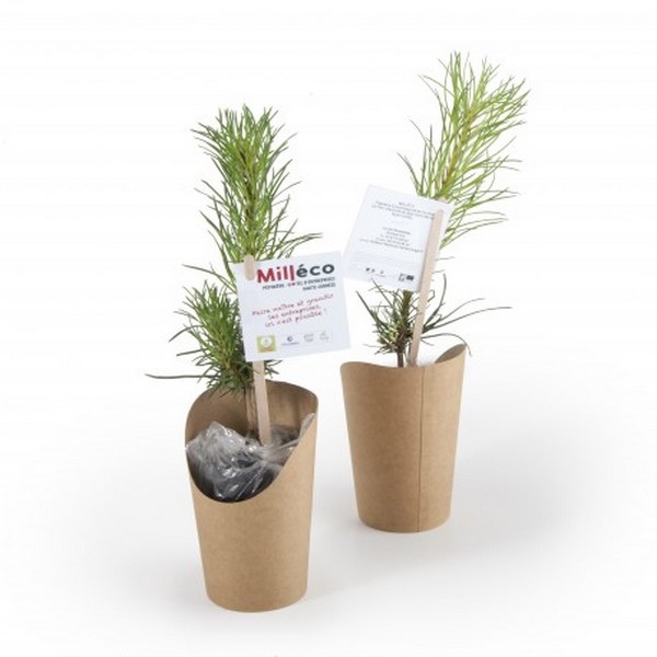Petit plant de pin en pot carton kraft personnalisable | Objets ...